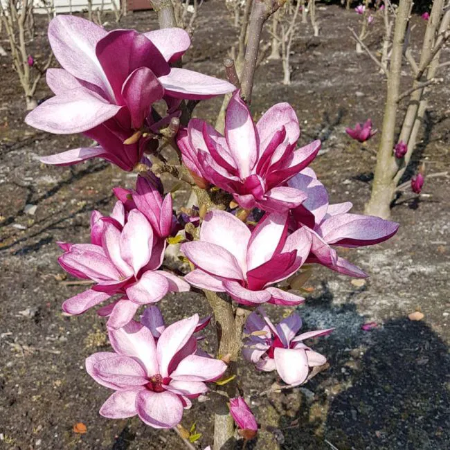 Magnolia Starburst