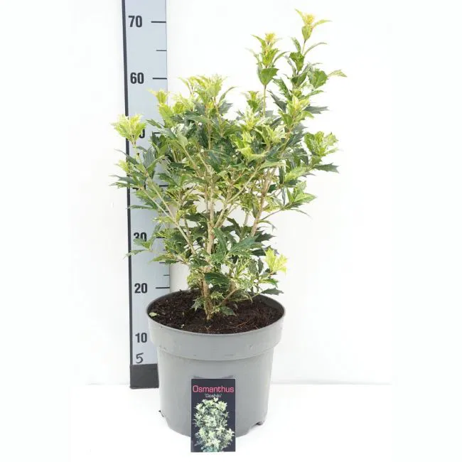 Osmanthus heterophyllus Goshiki