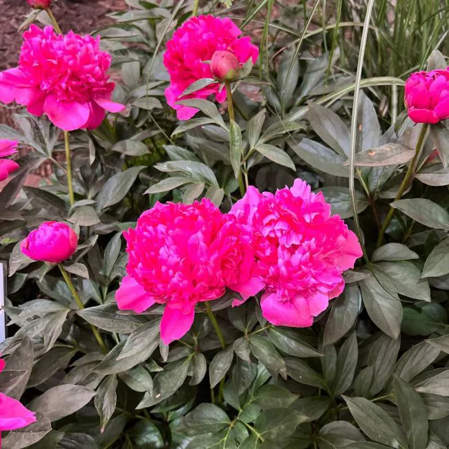 Paeonia Lactiflora Felix Crousse