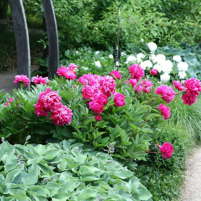 Paeonia Lactiflora Karl Rosenfield