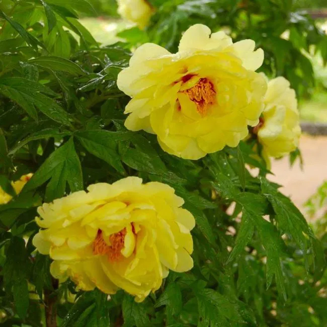 Paeonia suffruticosa Hai Hang