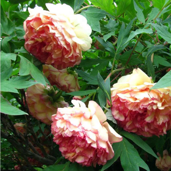 Paeonia suffruticosa Jin Ge