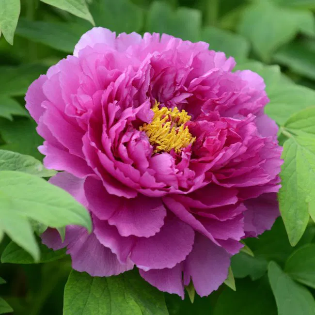 Paeonia suffruticosa Ling Hua Zhan Lu