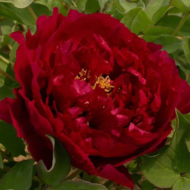 Paeonia suffruticosa Wu Yin Yao Hui