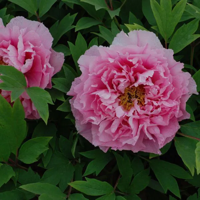 Paeonia Suffruticosa Yin Hong Qiao Dui