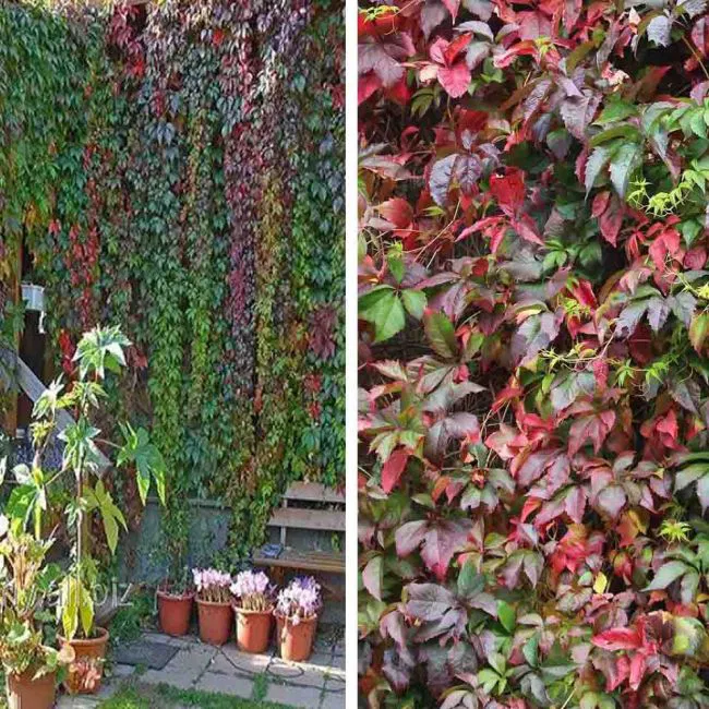 Parthenocissus quinqefolia