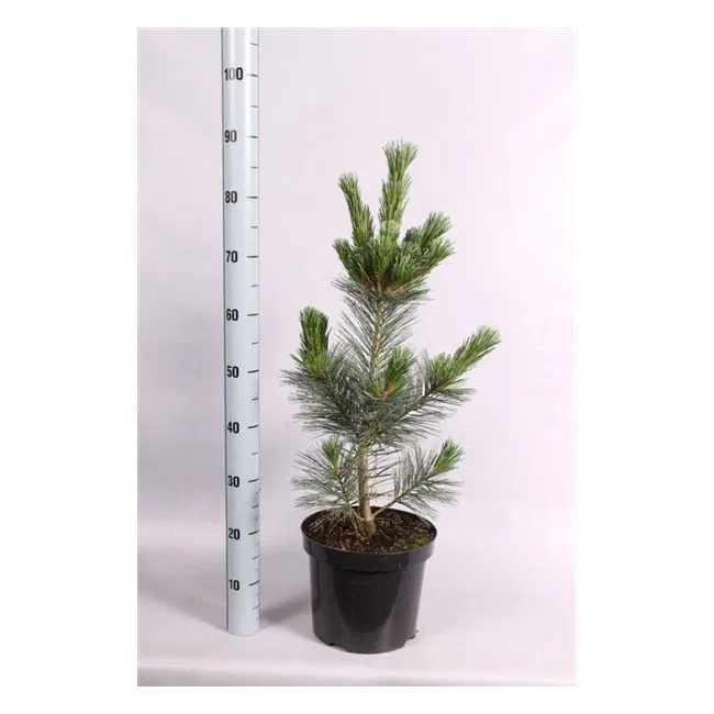 Pinus flex. Vanderwolfs Pyramid