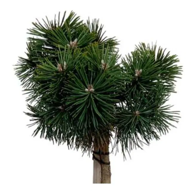 Pinus mugo Green Pearl