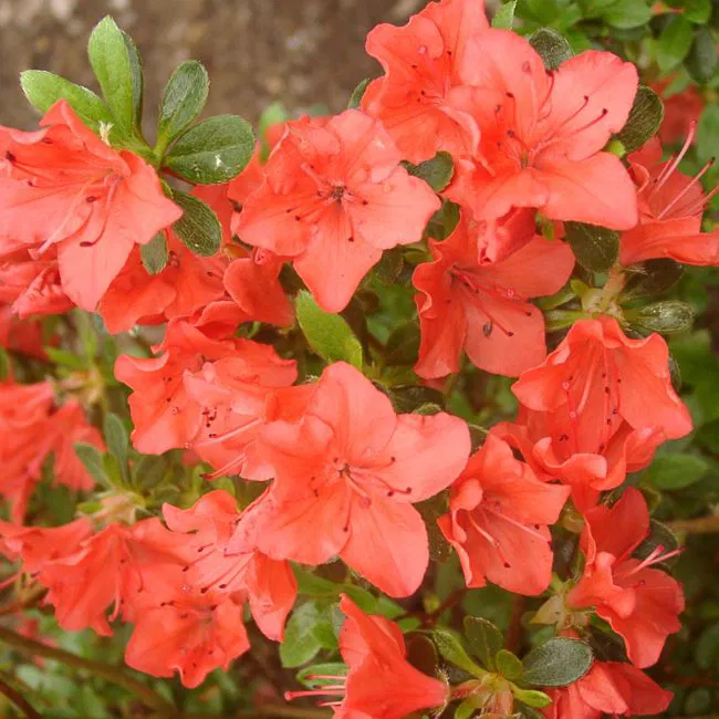 Rhododendron (Azalea) Geisha Orange