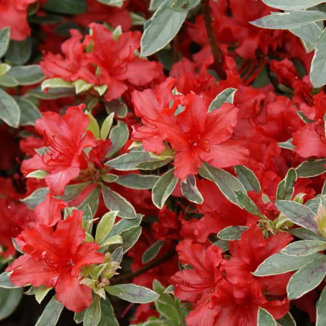 Rhododendron (Azalea) Hot Shot Variegata