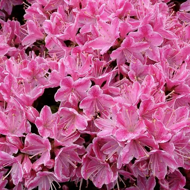 Rhododendron (Azalea) Kermesina Red & White