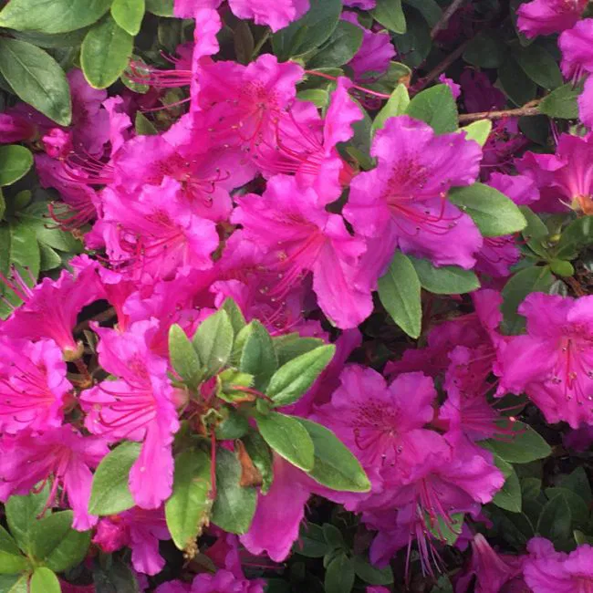 Rhododendron (Azalea) Konigstein