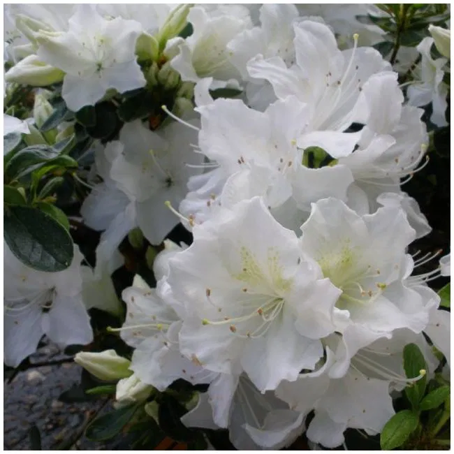 Rhododendron (Azalea) Pleasant White