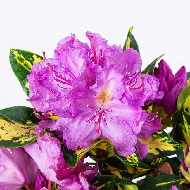 Rhododendron Blattgold