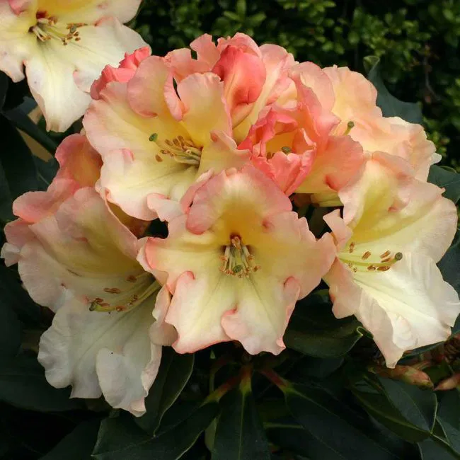 Rhododendron Duo