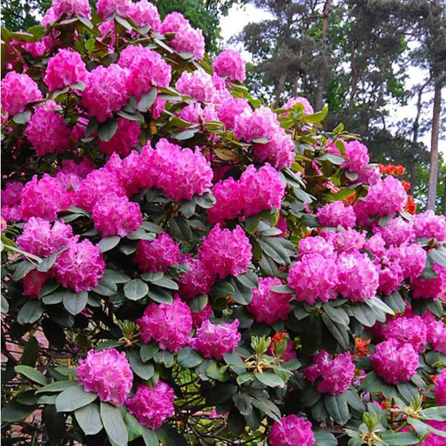 Rhododendron Germania