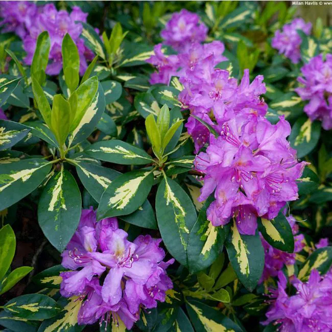 Rhododendron Goldflimmer