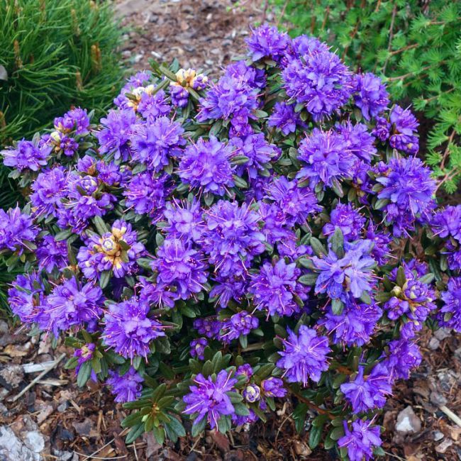 Rhododendron Impeditum