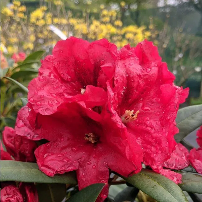 Rhododendron Inkarho