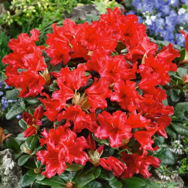 Rhododendron Scarlet Wonder