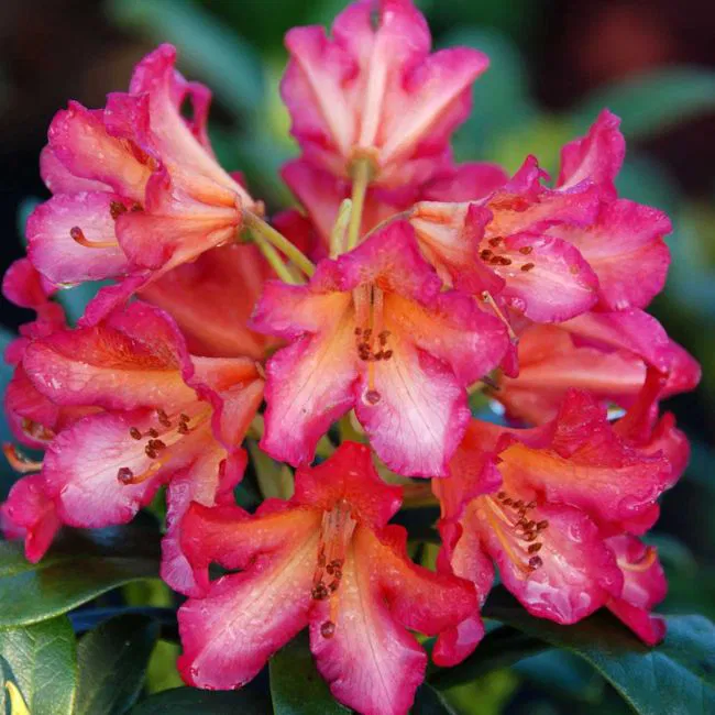 Rhododendron Scyphocalix