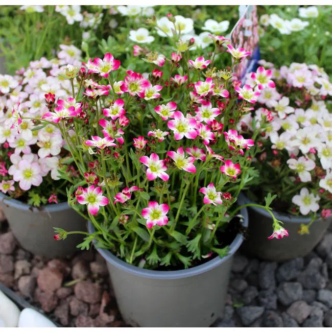 Saxifraga Marto Picotee Red