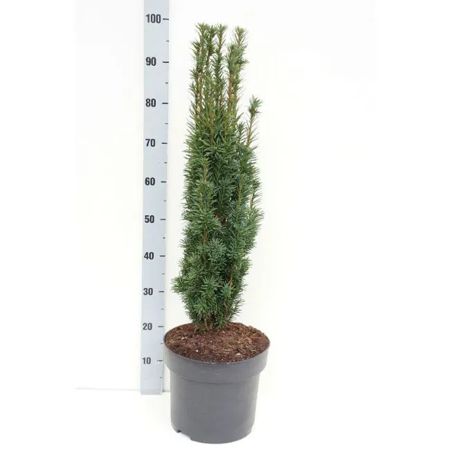 Taxus b. Fastigiata Robusta