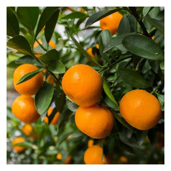 Mandarina - Citrus reticulata