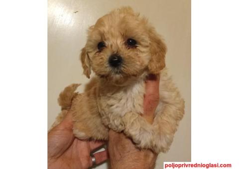 MALTIPOO stenad