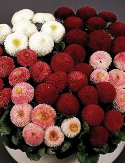 KRAJCARICA (BELLIS PERENNIS) - 80 SEMENA