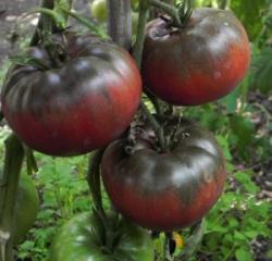 Crni Krim paradajz (seme) Black Krim Heirloom