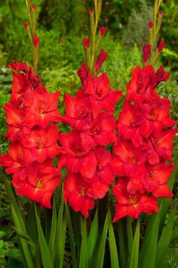 Gladiola crvena