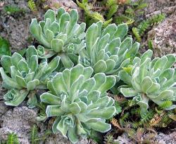 Saxifraga paniculata