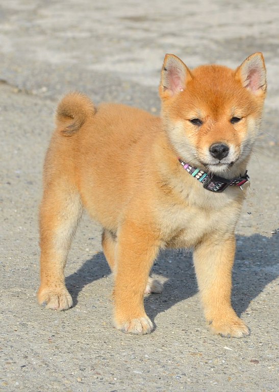 Shiba Inu Štenci