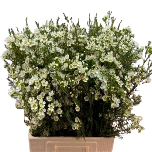 Waxflower sirius