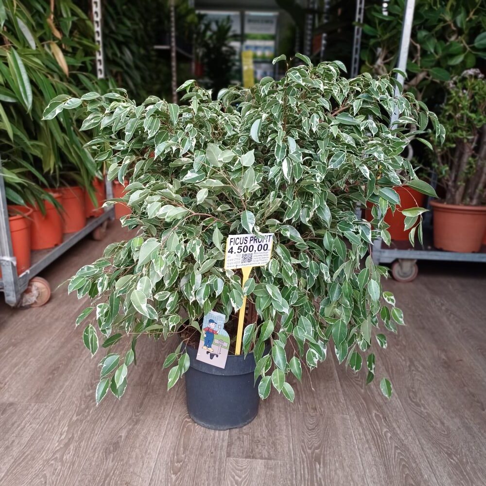 Ficus Benjamina ‘Profit’ 90 cm