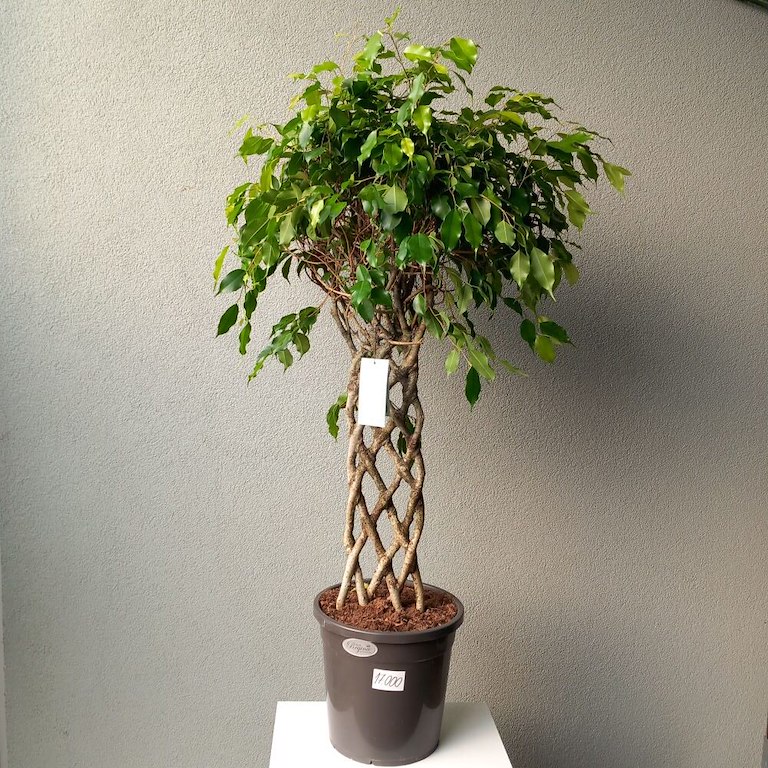 Ficus benj. Remaining 105 cm