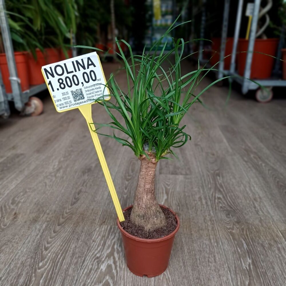 Nolina recurvata 40 cm