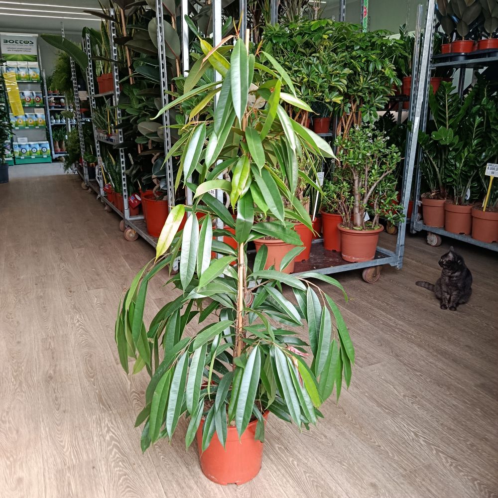 Ficus bin. Amstel King 140 cm