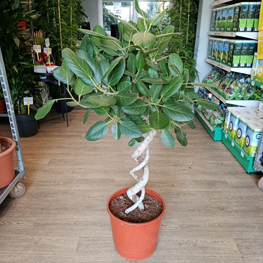 Ficus benghalensis 140 cm