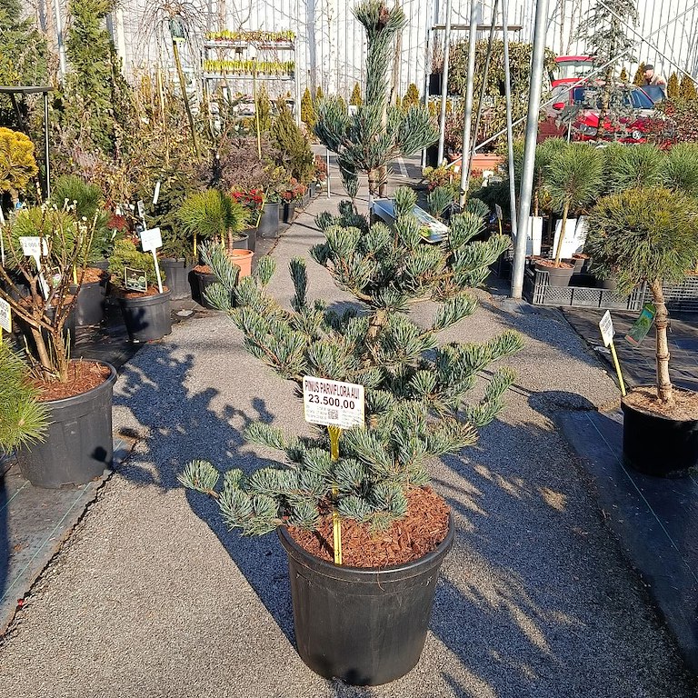 Pinus parviflora Aui 110 cm