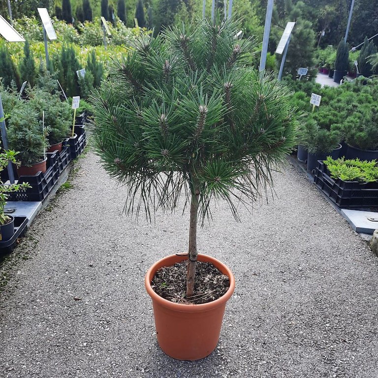 Pinus Pierrick Bregeon 80 cm