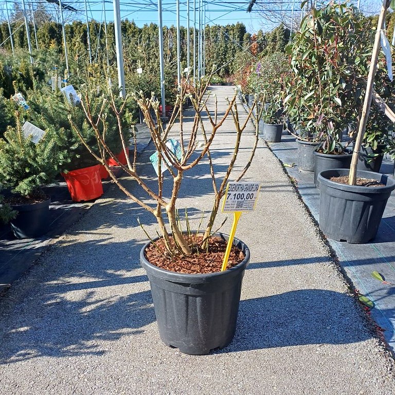 Edgeworthia chrysantha Grandiflora 75 cm