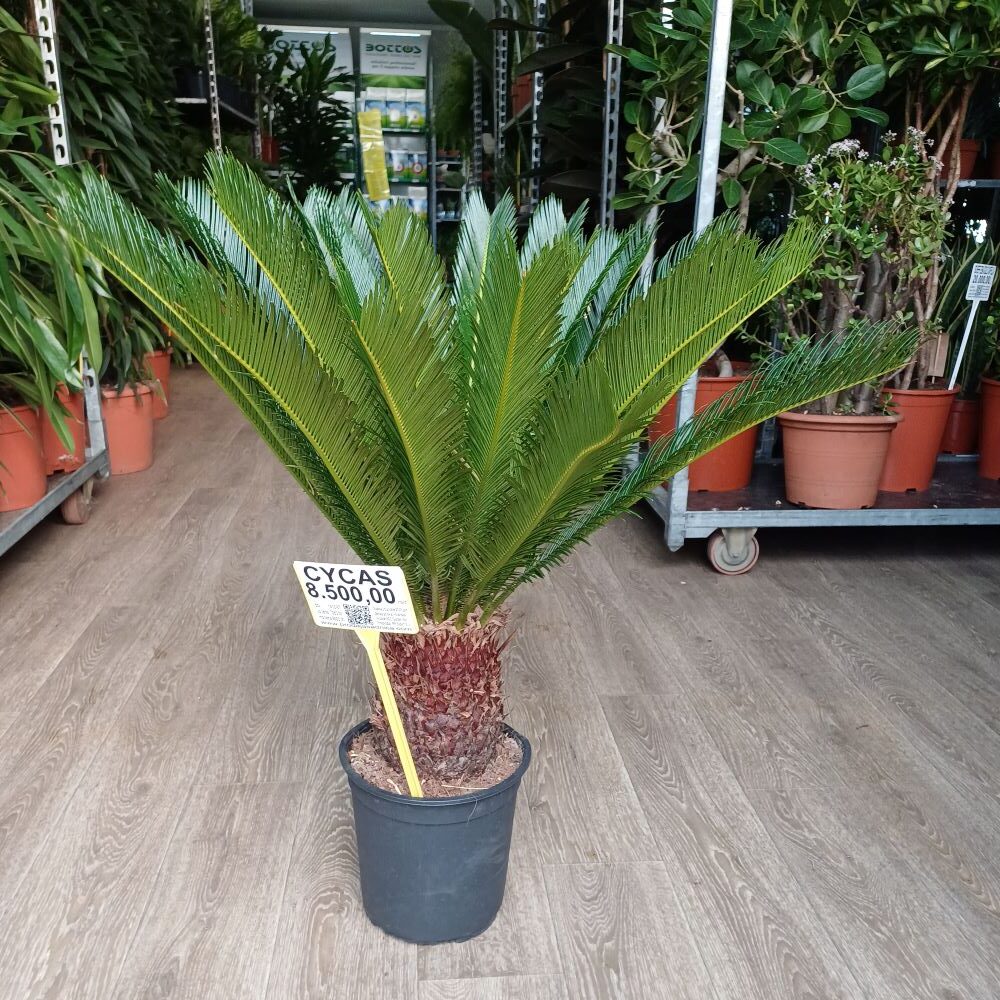 Cikas palma – Cycas revoluta 105 cm