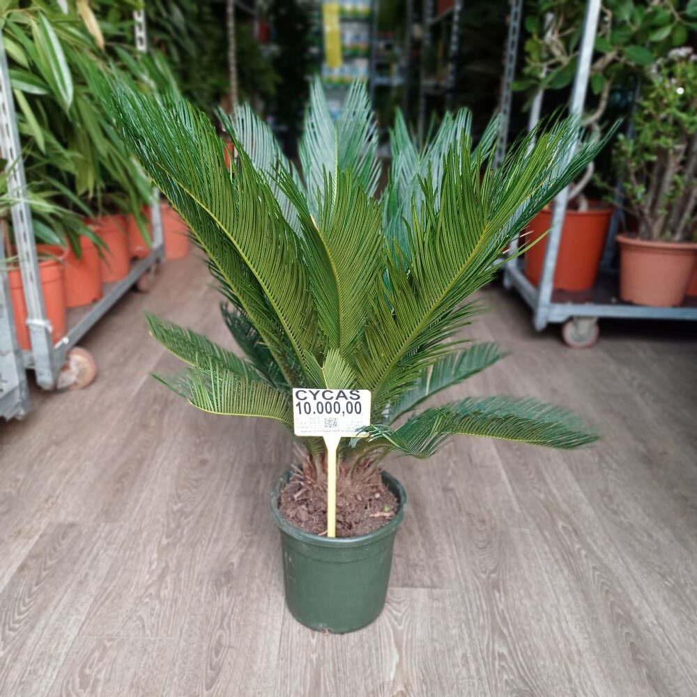 Cikas palma – Cycas revoluta 90 cm