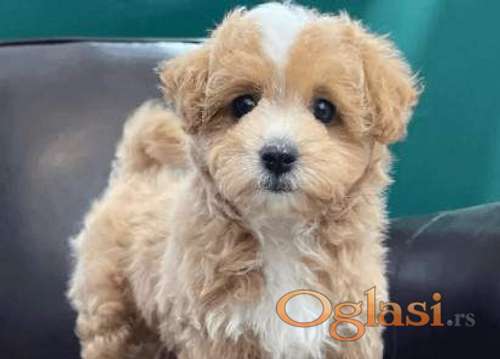 Maltipoo i Toy pudle