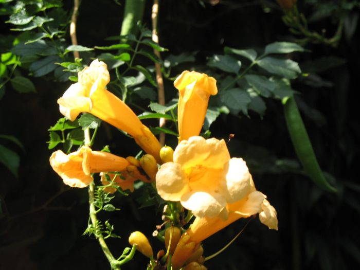 Campsis Radicans Flava - Žuta Tekoma