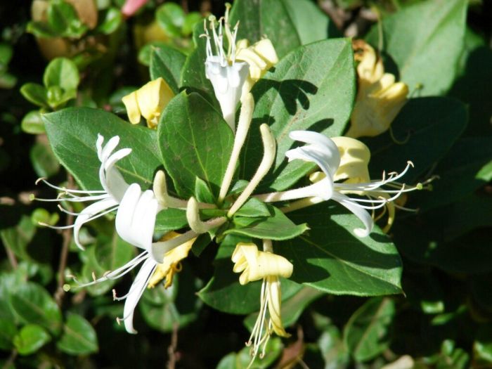 Lonicera Japonika Halliana - Orlovi nokti