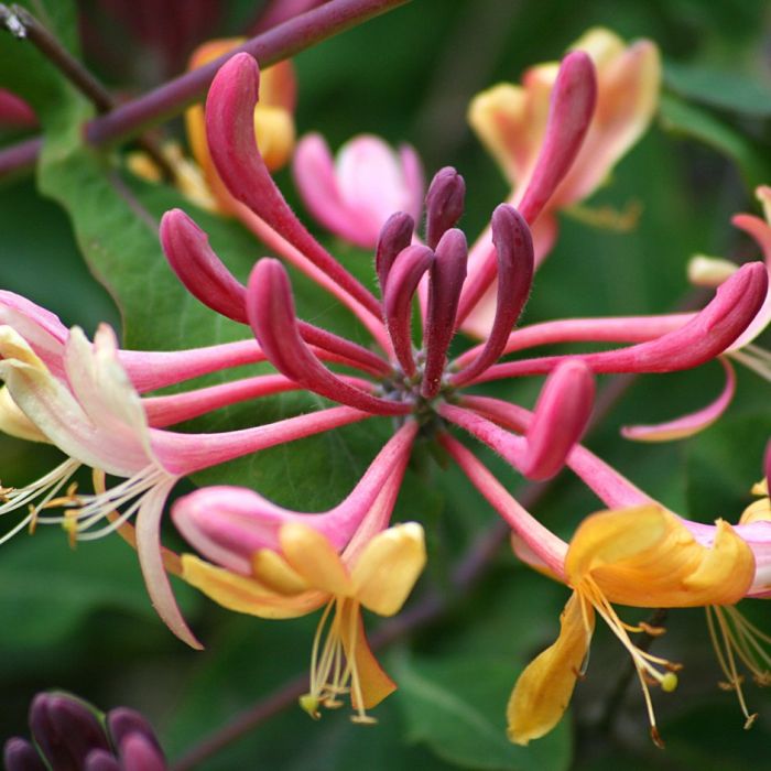 Lonicera X Hecrottii GoldFlame - Orlovi nokti