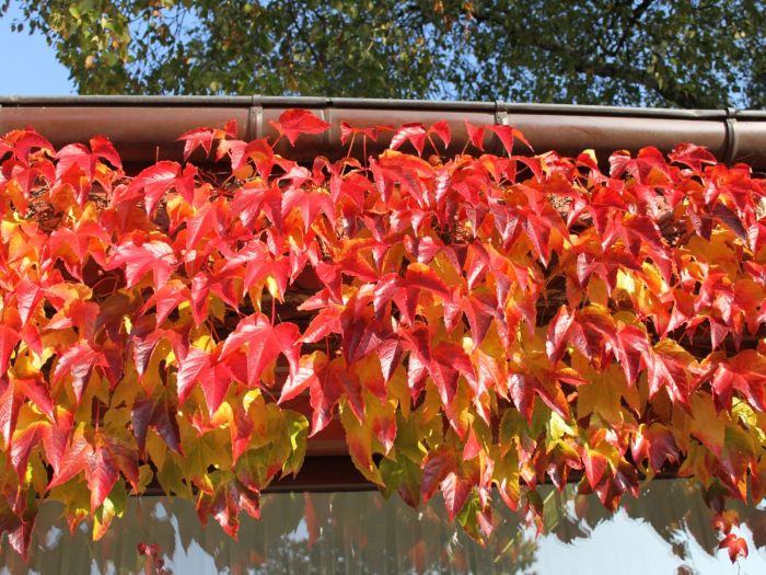 Partenocissus Tricuspidata Veitichii - Troprsta Lozica